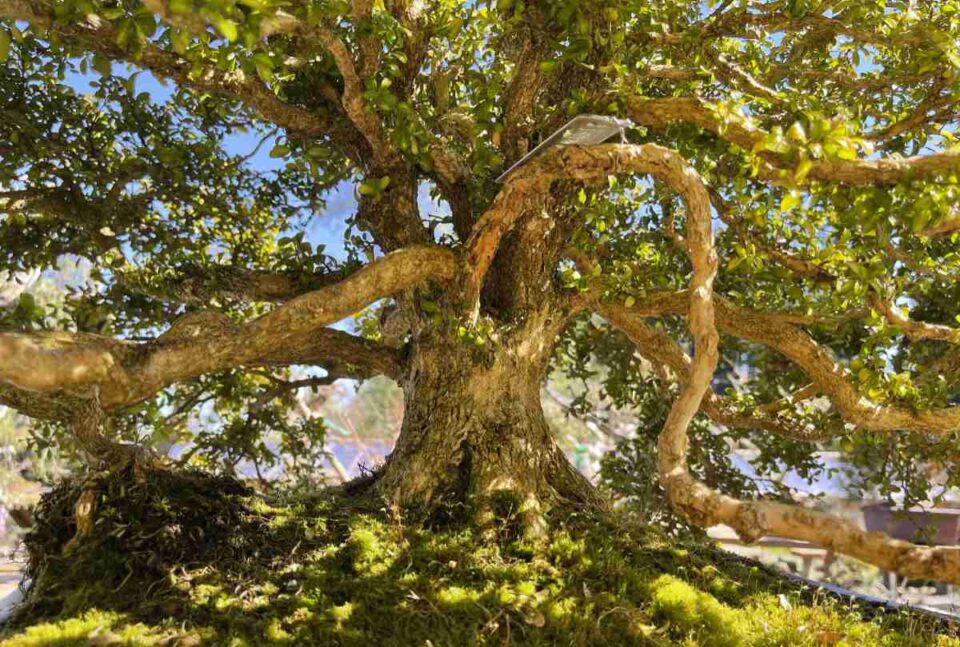 Trees and Other Entanglements Is Coming to HBO and Max