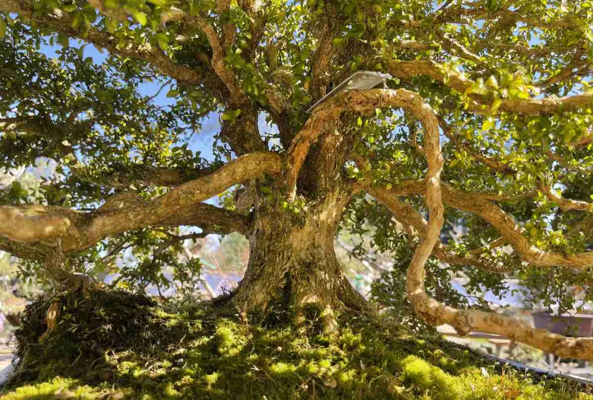 Trees and Other Entanglements Is Coming to HBO and Max