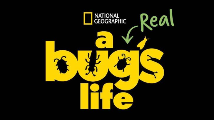 Limitless with Chris Hemsworth and A Real Bug's Life Renewed