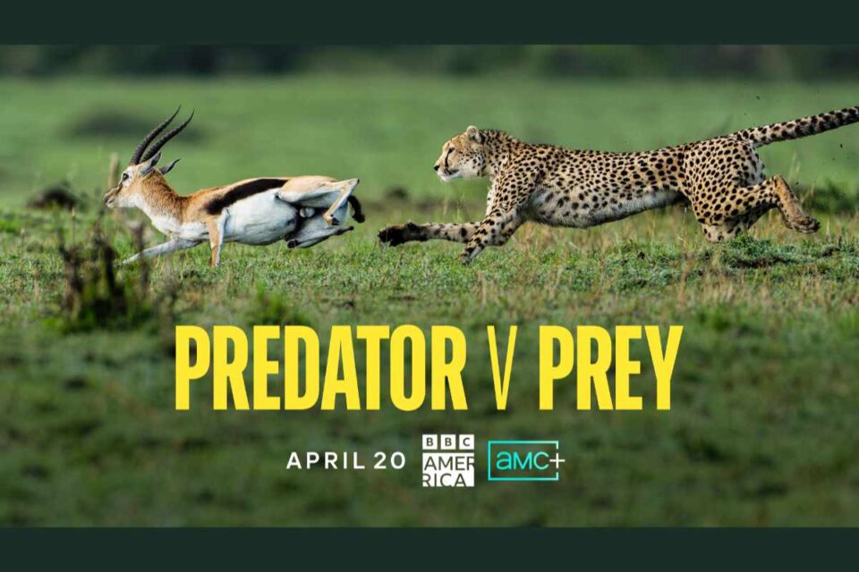 Predator v Prey Series Coming to BBC America and AMC+