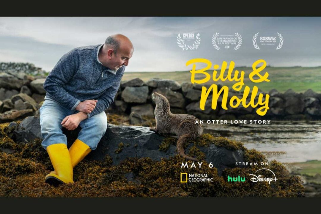 Billy & Molly: An Otter Love Story Revealed by National Geographic
