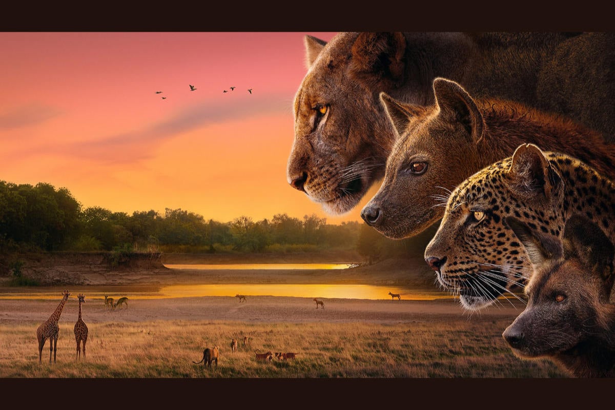 BBC America Unveils Kingdom, Narrated by Sir David Attenborough