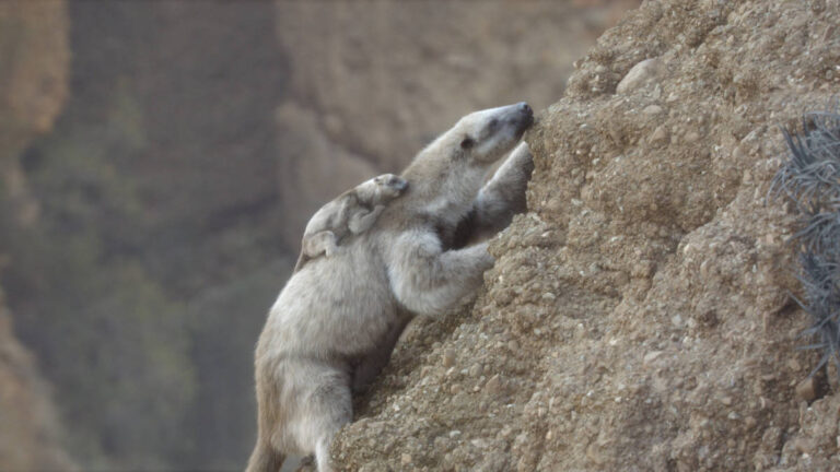 Prehistoric Planet: Ice Age First Look Featuring Snow Sloths