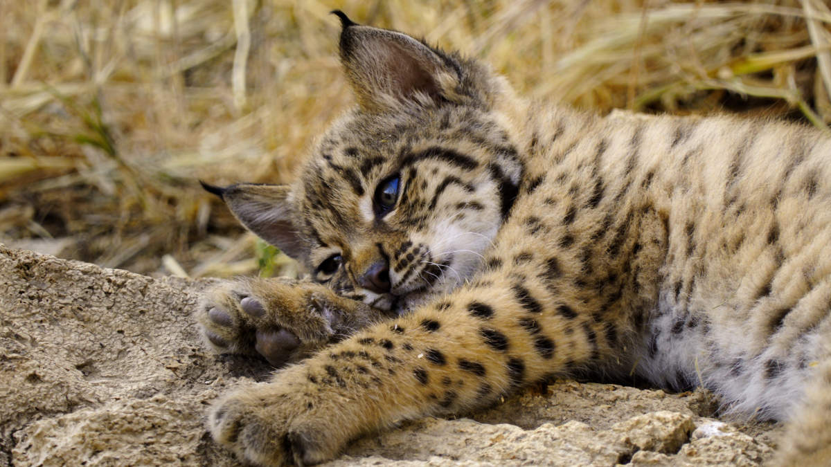 Born to be Wild First Look From Apple TV